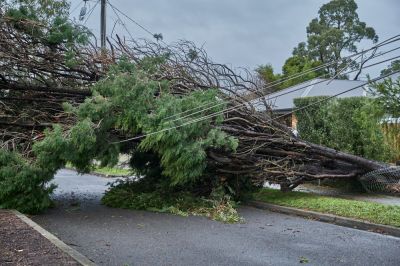Get Fallen Tree Removal - Schedule Service Today